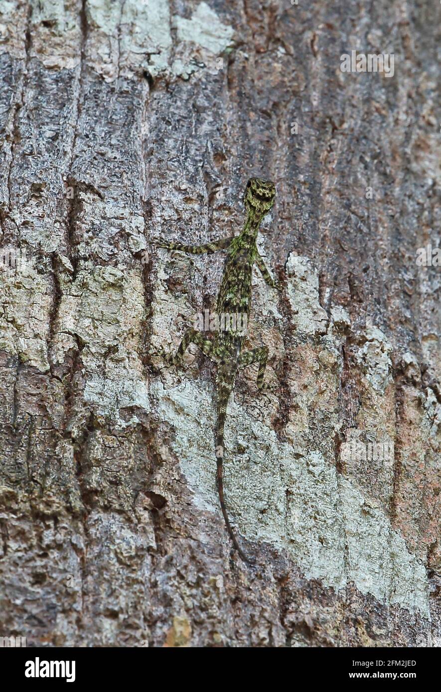 Five banded flying lizard hi-res stock photography and images - Alamy