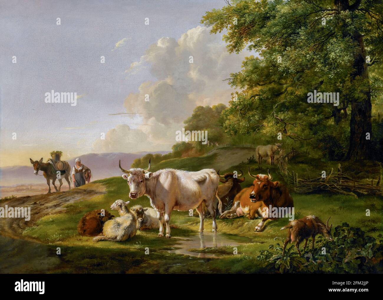 Landscape with cattle. There are some cows and sheep at a pool along a ...