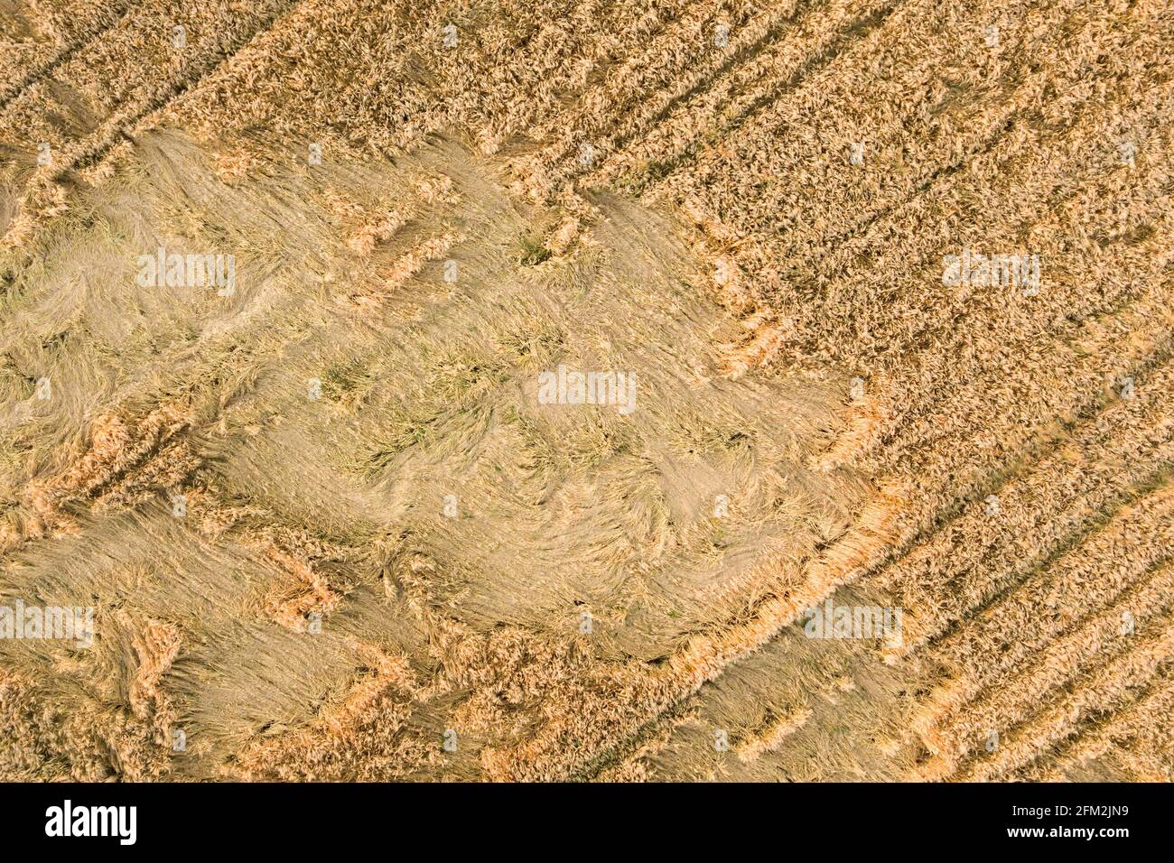 Aerial view of ripe farm field ready for harvesting with fallen down ...