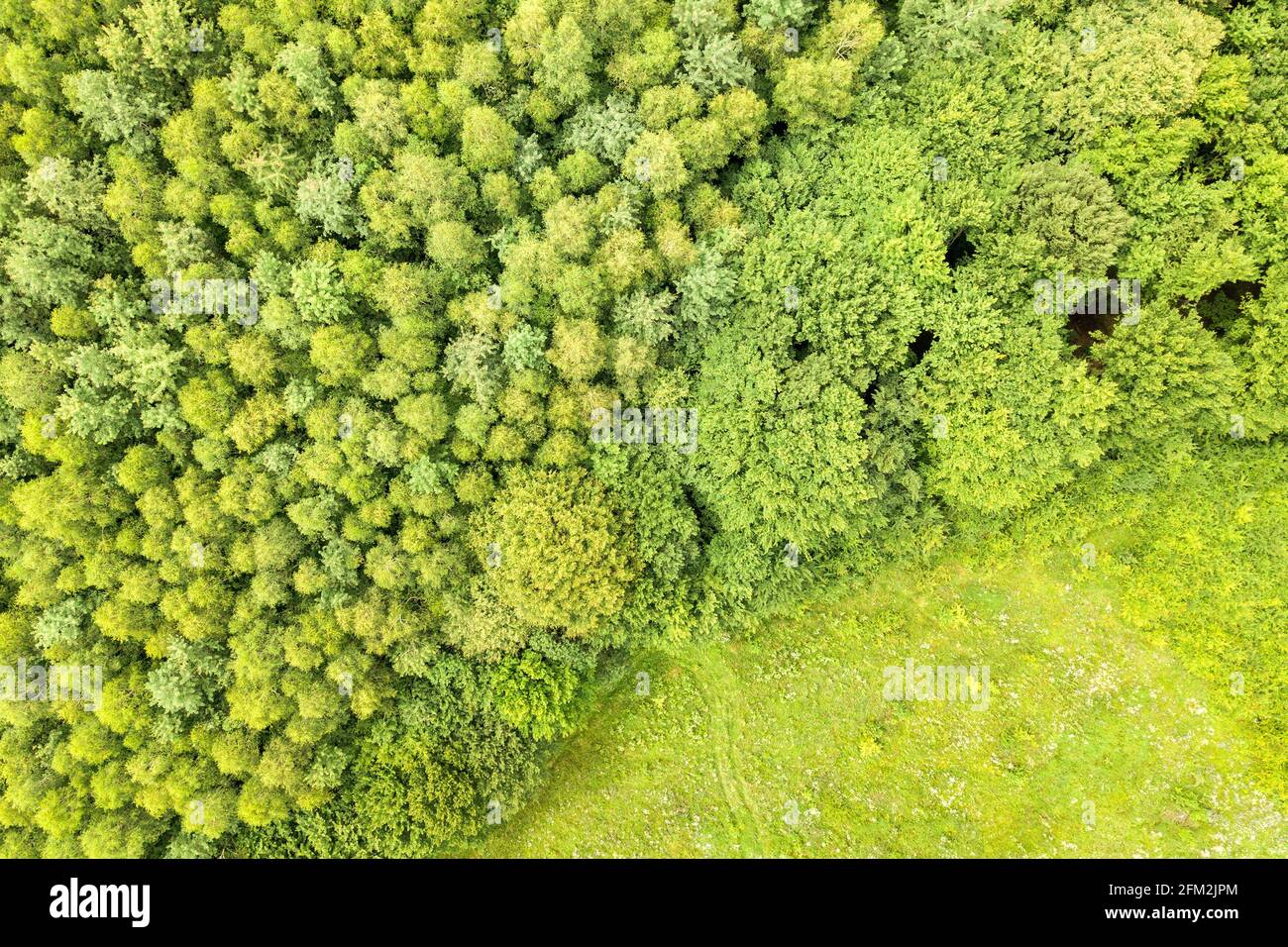 Top down aerial view of green summer forest with canopies of many fresh ...