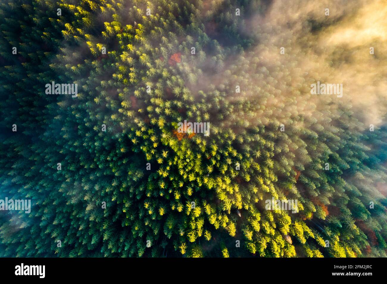 Aerial view of dense green pine forest with canopies of spruce trees and colorful lush foliage ...