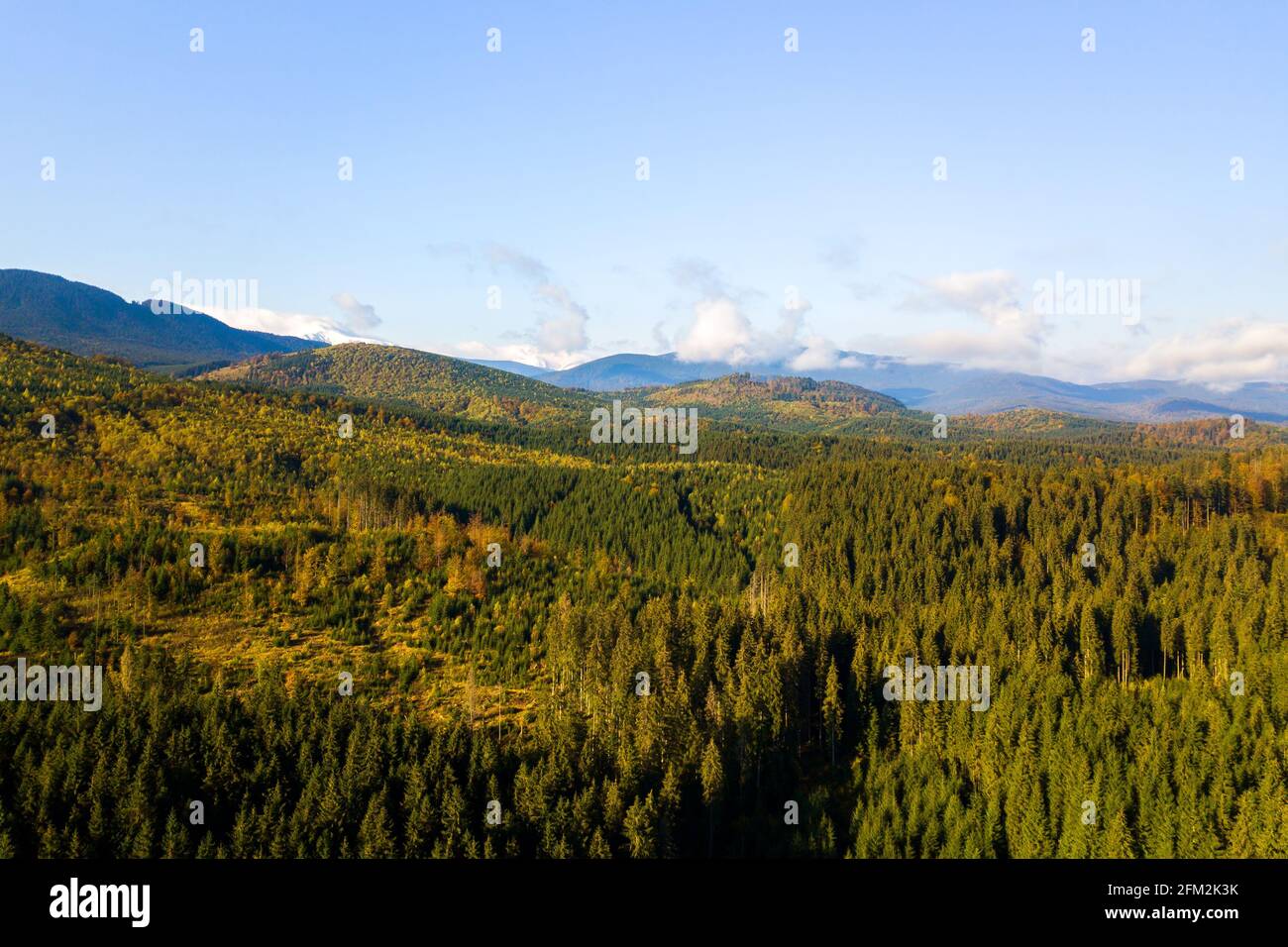 Aerial view of bright green spruce and yellow autumn trees in fall ...