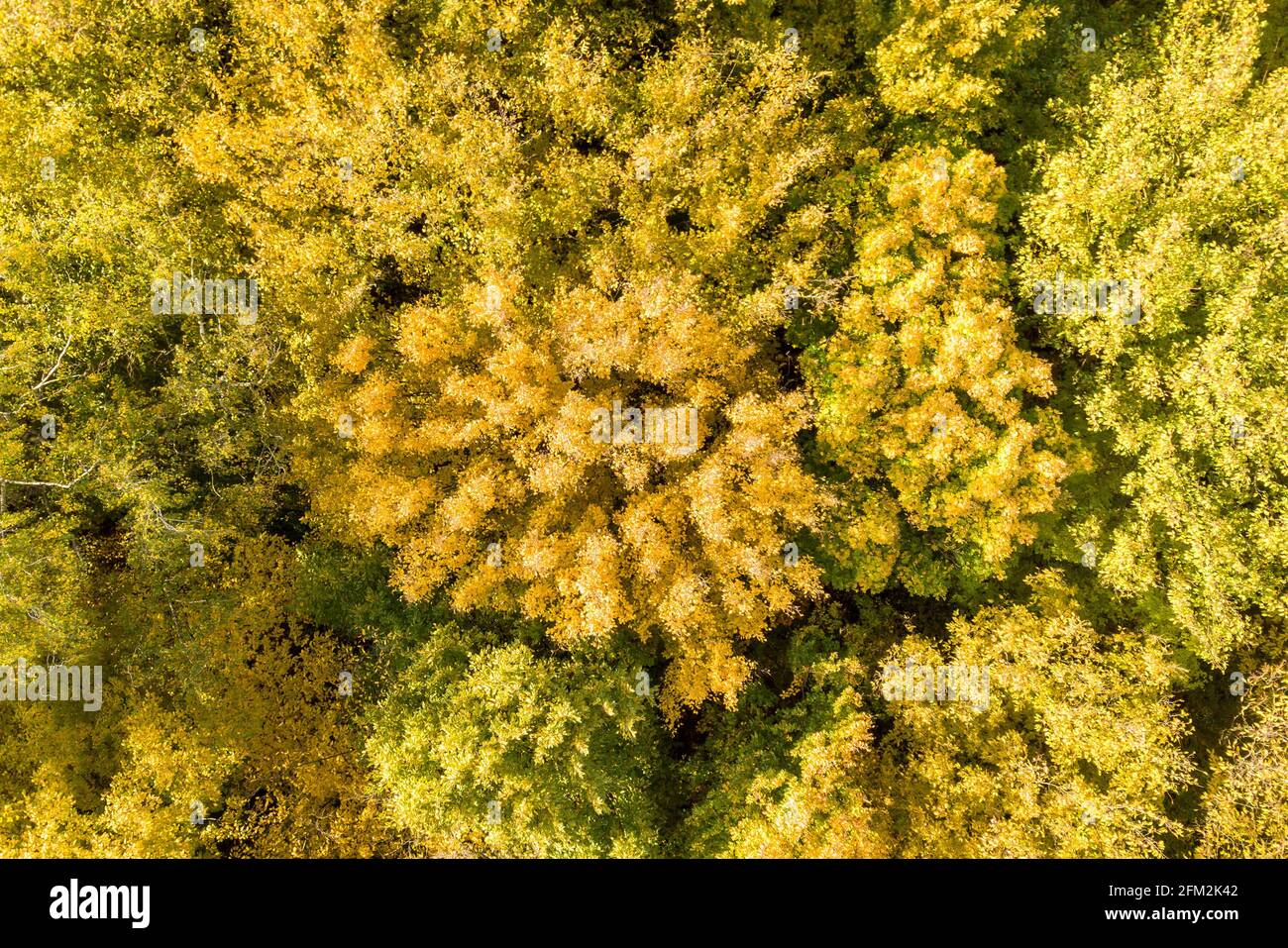 Top down aerial view of green and yellow canopies in autumn forest with ...