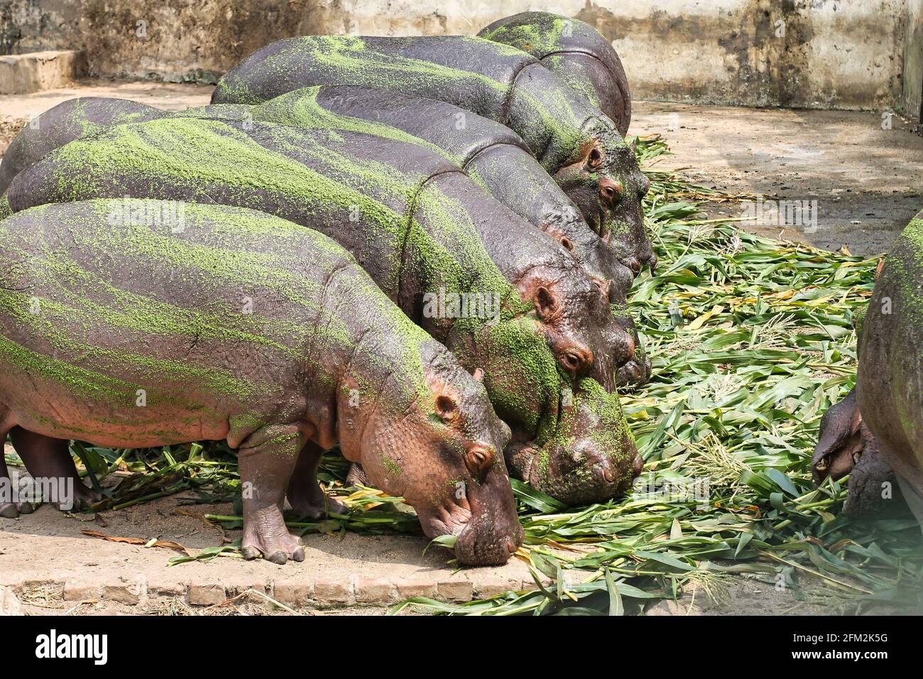 Hippos eating grass after bathing in the zoo on a sunny day Stock Photo ...