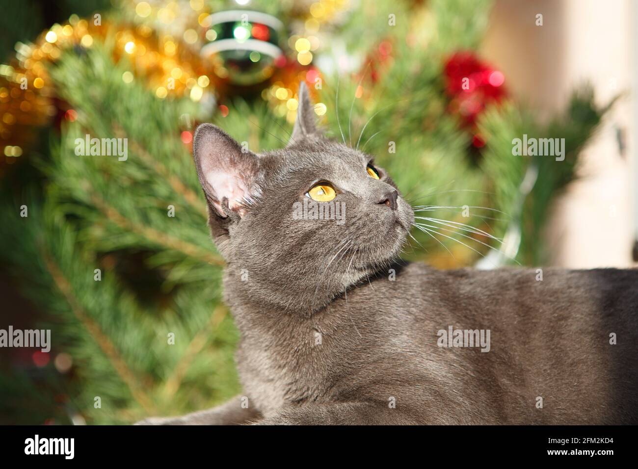 Happy russian blue cat plays with a Christmas toy. Christmas season, new year, holidays and ...