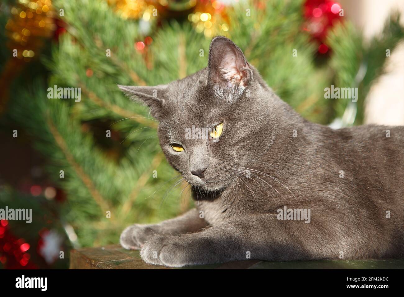 Happy russian blue cat plays with a Christmas toy. Christmas season ...