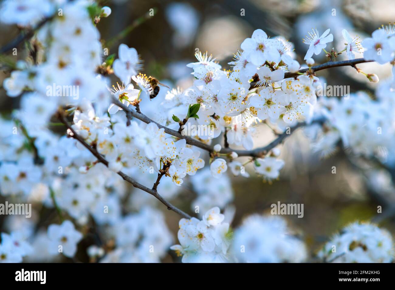 Fruit tree twigs with blooming white and pink petal flowers in spring ...
