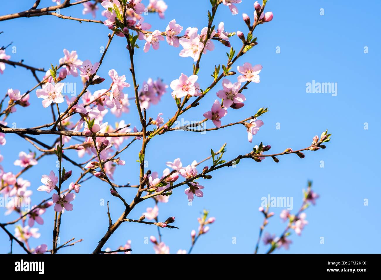 Fruit tree twigs with blooming white and pink petal flowers in spring ...