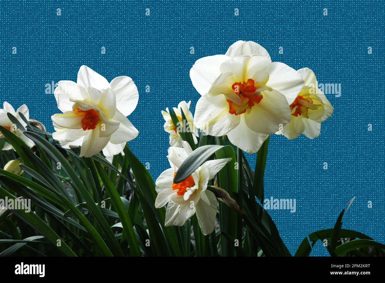 Scented daffodils on a stylized blue spring background Stock Photo - Alamy