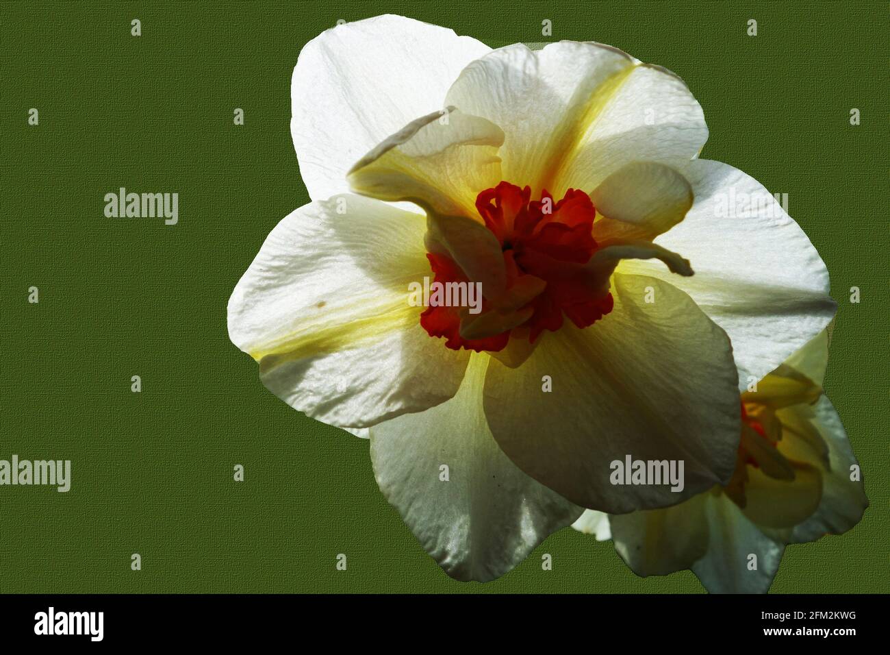 Fresh and fragrant April daffodils on an impressive green background of ...