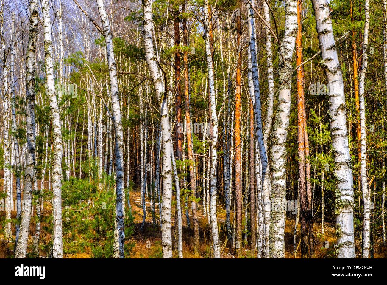 Silver Birch Forest High Resolution Stock Photography and Images - Alamy