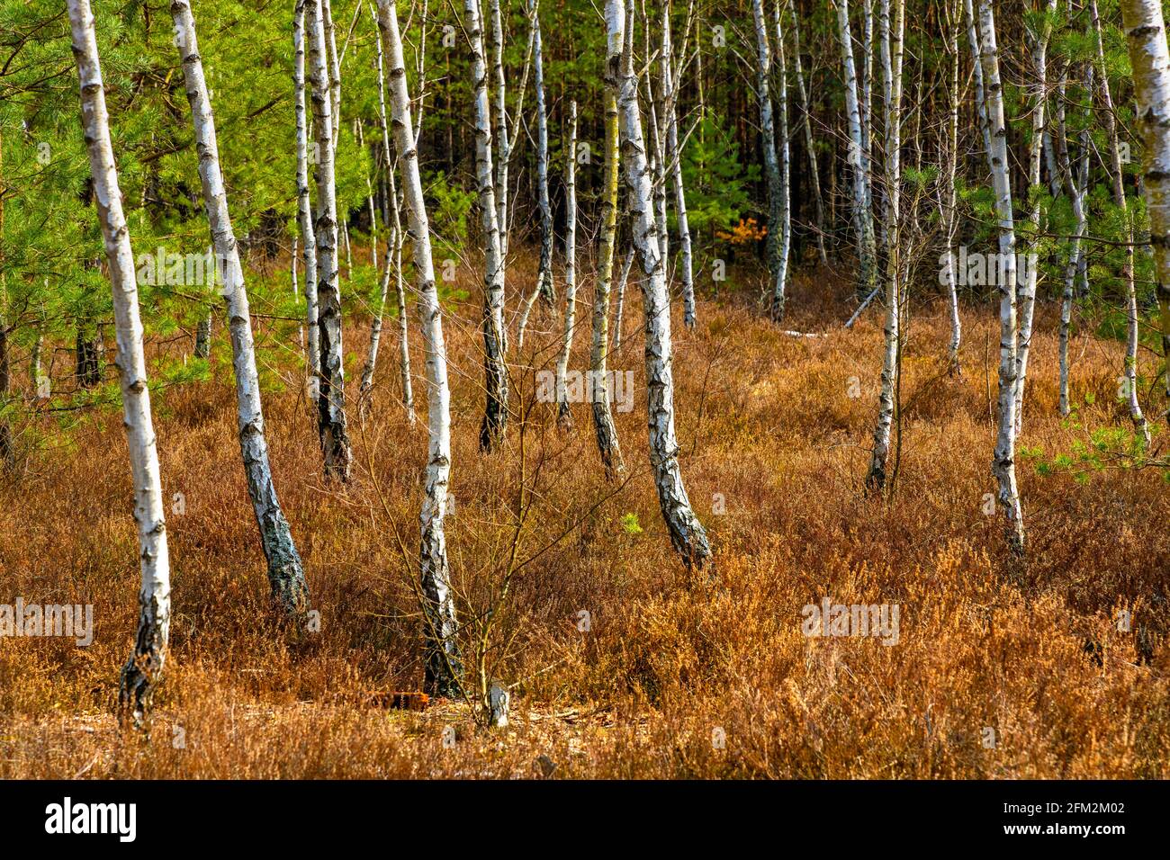 Early spring landscape of young silver birch forest thicket - latin ...