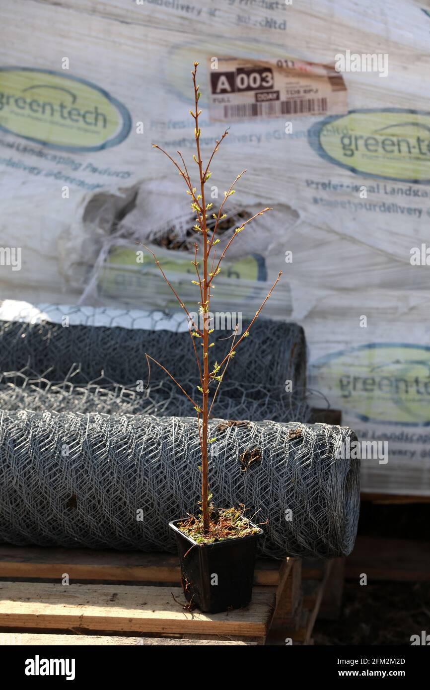 Tree planting in Scotland, UK Stock Photo - Alamy