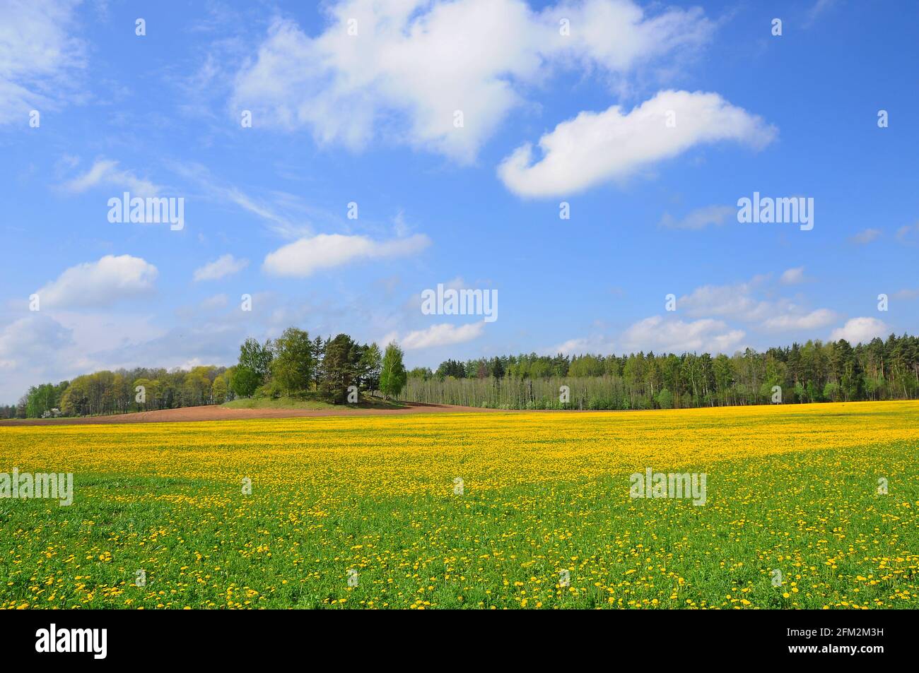 Yellow Dandelion field, spring ir yellow meadows Stock Photo - Alamy