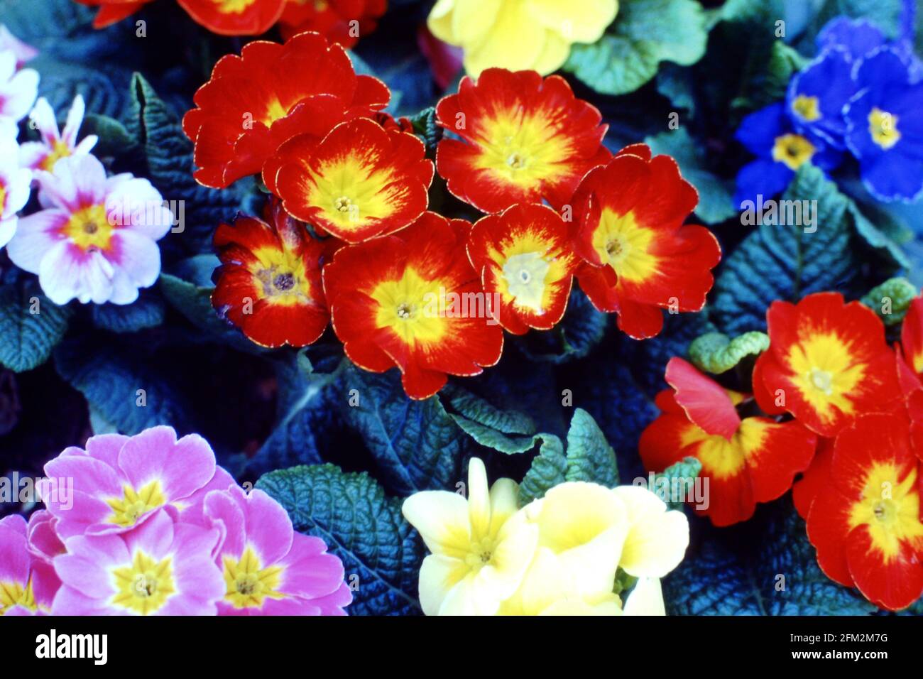 Primula polyantha; Close-Up; Still Life; Colored; Beauty in nature ...