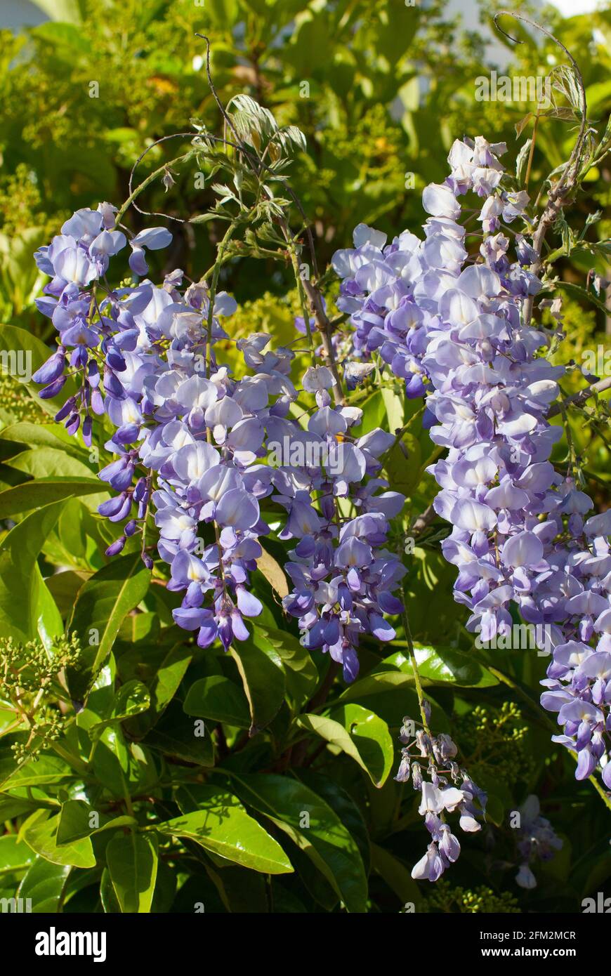 Wisteria close up hi-res stock photography and images - Alamy