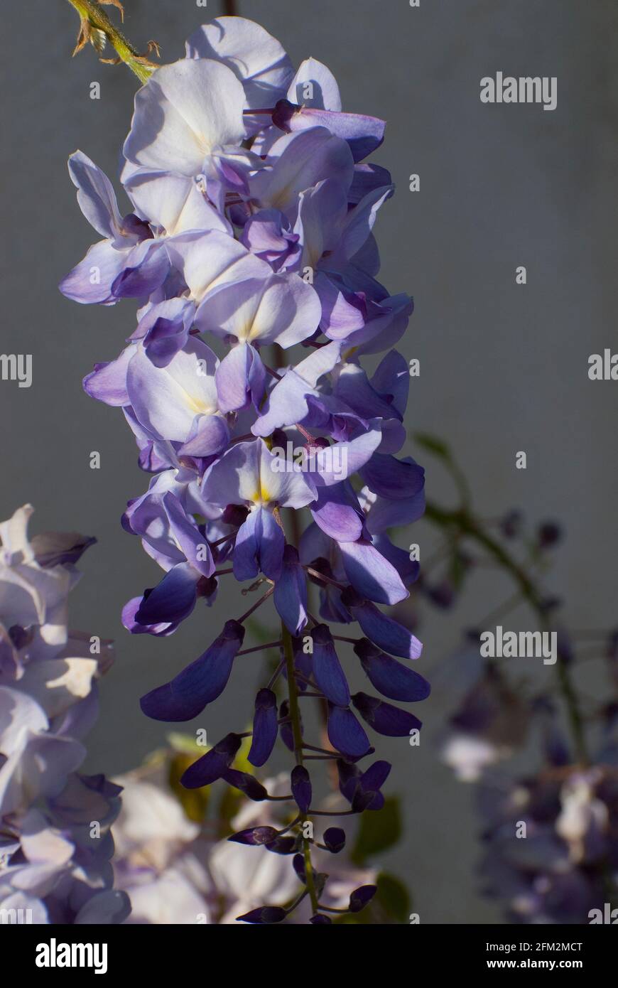 Violet Wisteria; Close-Up; Still Life; Colored; Beauty in nature ...