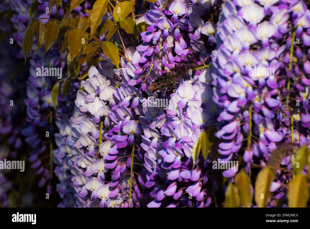 Wisteria close up hi-res stock photography and images - Alamy