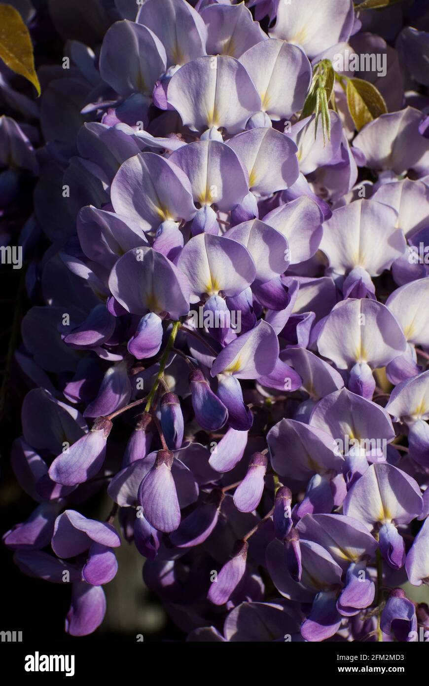 Violet Wisteria; Close-Up; Still Life; Colored; Beauty in nature ...
