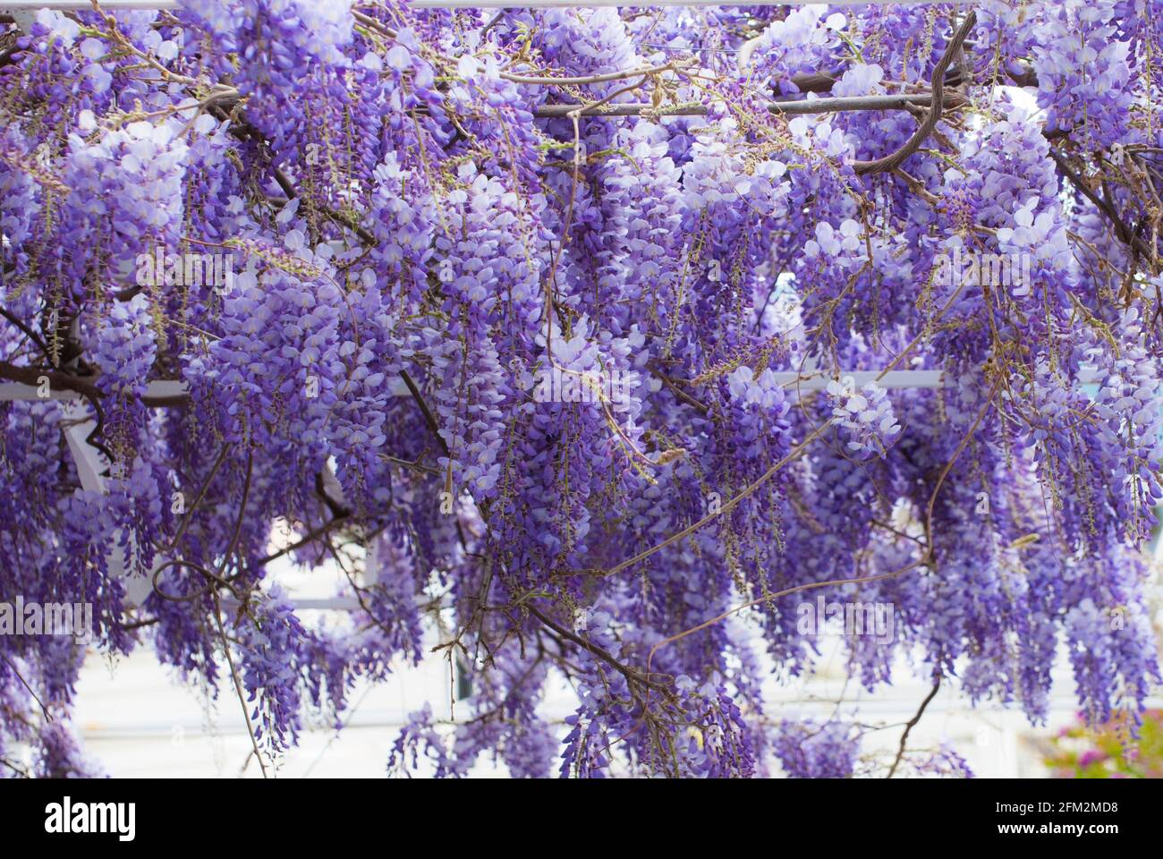 Wisteria close up hi-res stock photography and images - Alamy