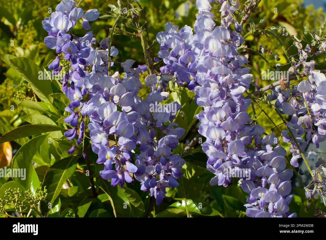 Wisteria close up hi-res stock photography and images - Alamy