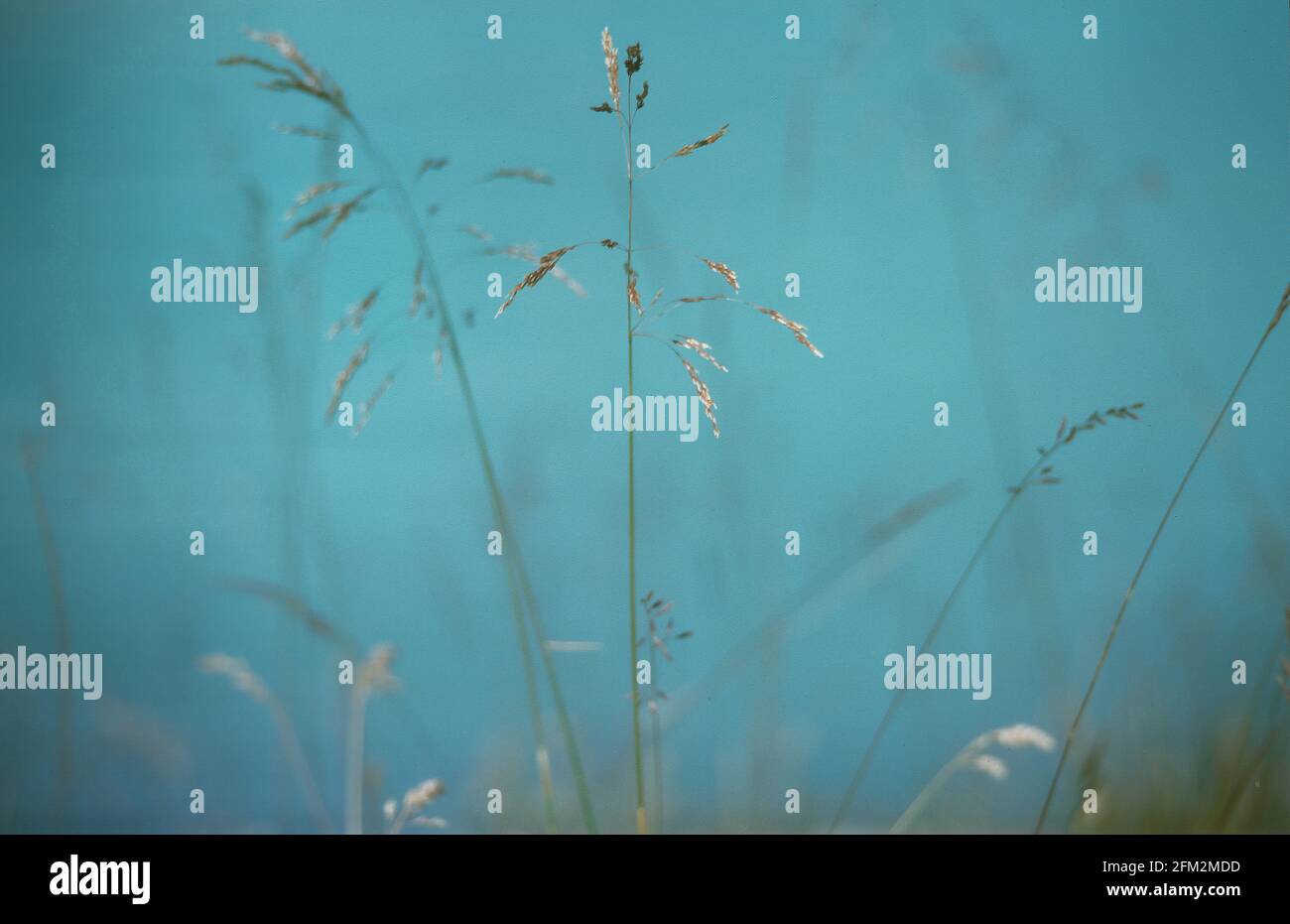 Wild gras; Water; Close-Up; Colored; Beauty in nature; Botany ...
