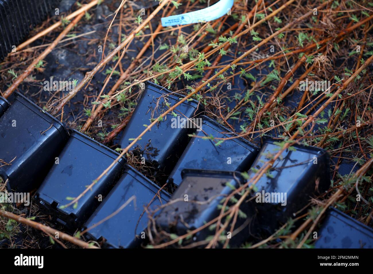 Tree planting in Scotland, UK Stock Photo - Alamy