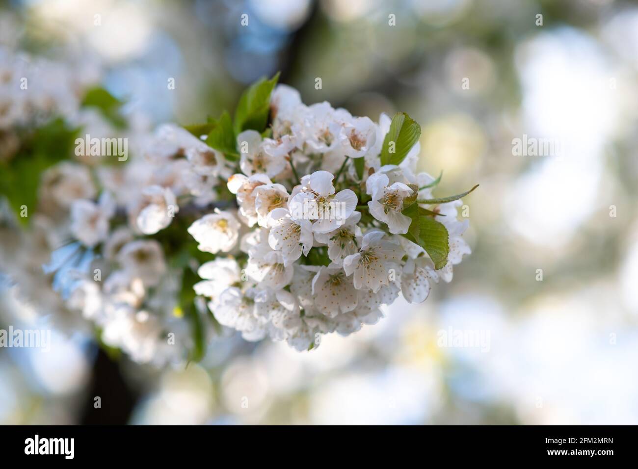 Fruit tree twigs with blooming white and pink petal flowers in spring ...