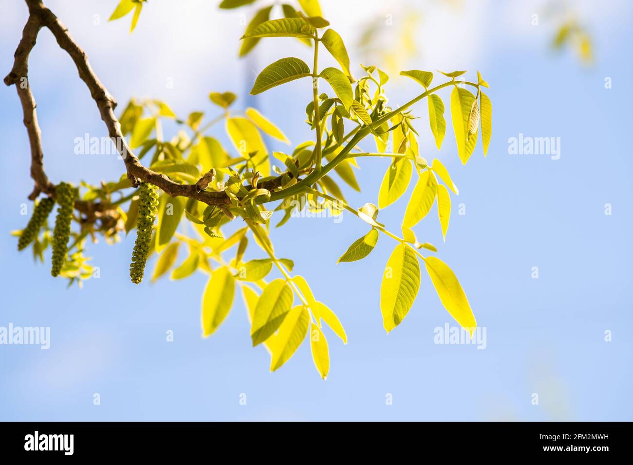 Walnut blooms hi-res stock photography and images - Alamy