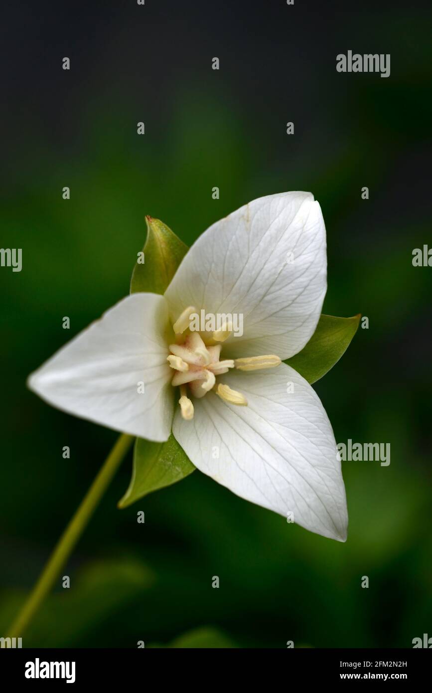 Trillium flexipes,Nodding Wakerobin,Bent trillium,Drooping Trillium ...