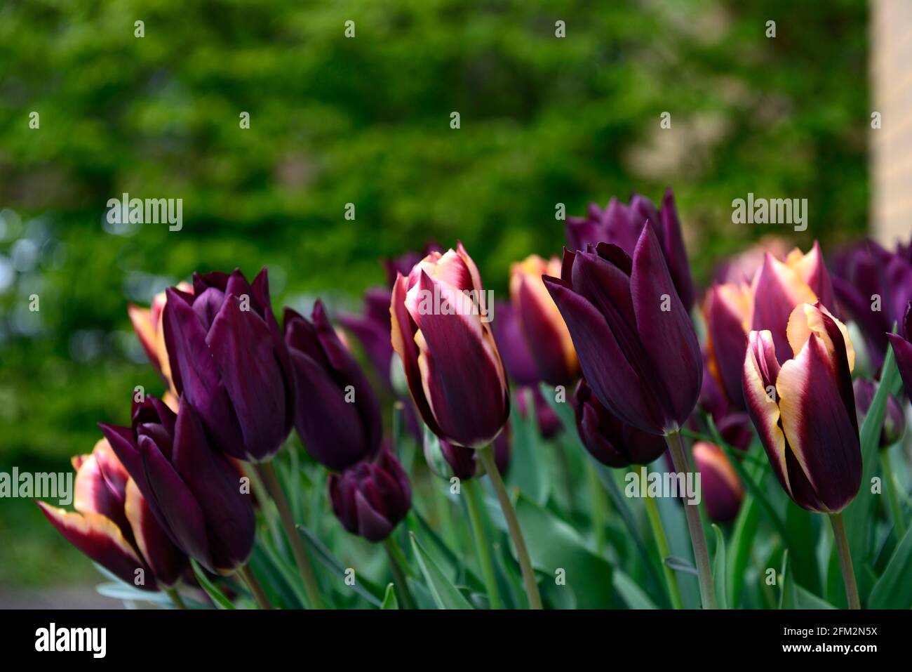 Tulip Slawa, Tulipa Muvota,Tulipa Havran,Tulipa Black hero,Dark purple ...
