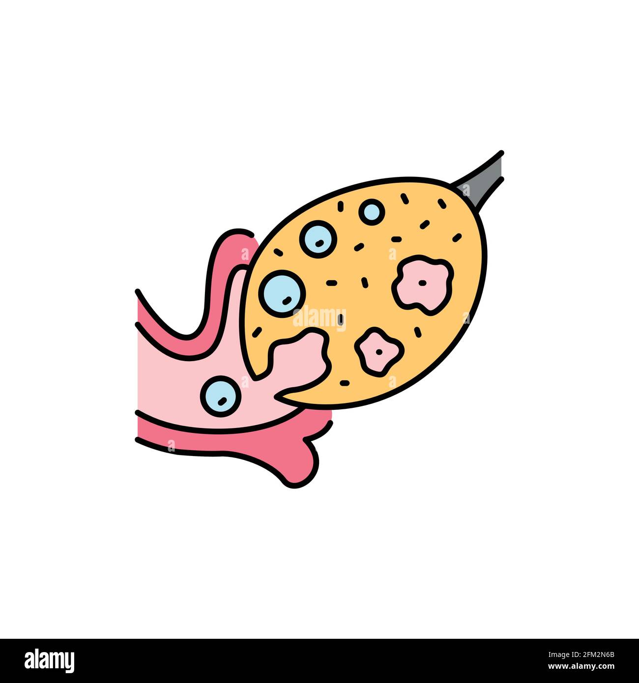 Reproductive system fertilization hi-res stock photography and images ...