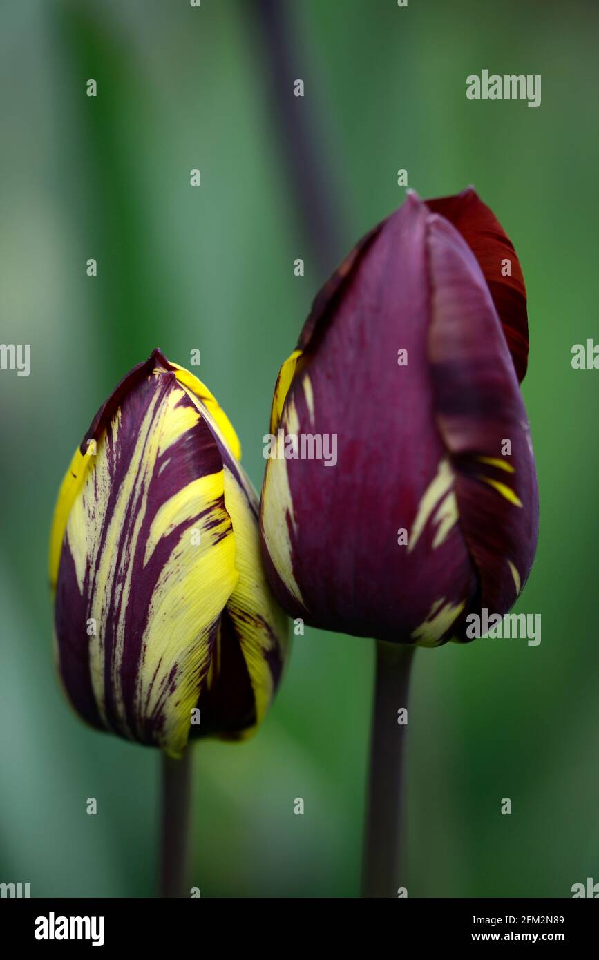 Tulipa Absalon,Tulipa Absalon rembrandt,broken tulip,Tulip Breaking ...