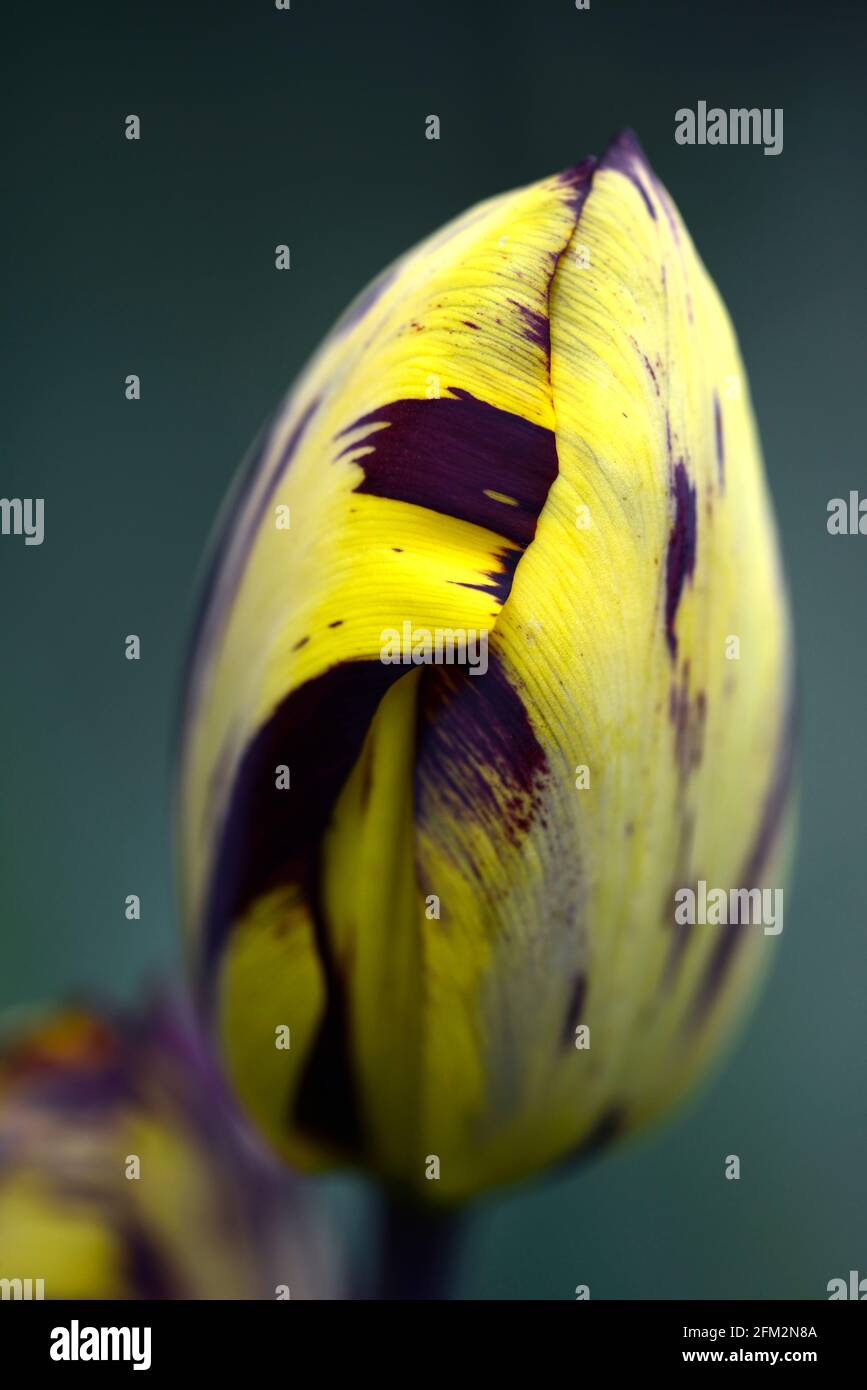 Tulipa Absalon,Tulipa Absalon rembrandt,broken tulip,Tulip Breaking ...