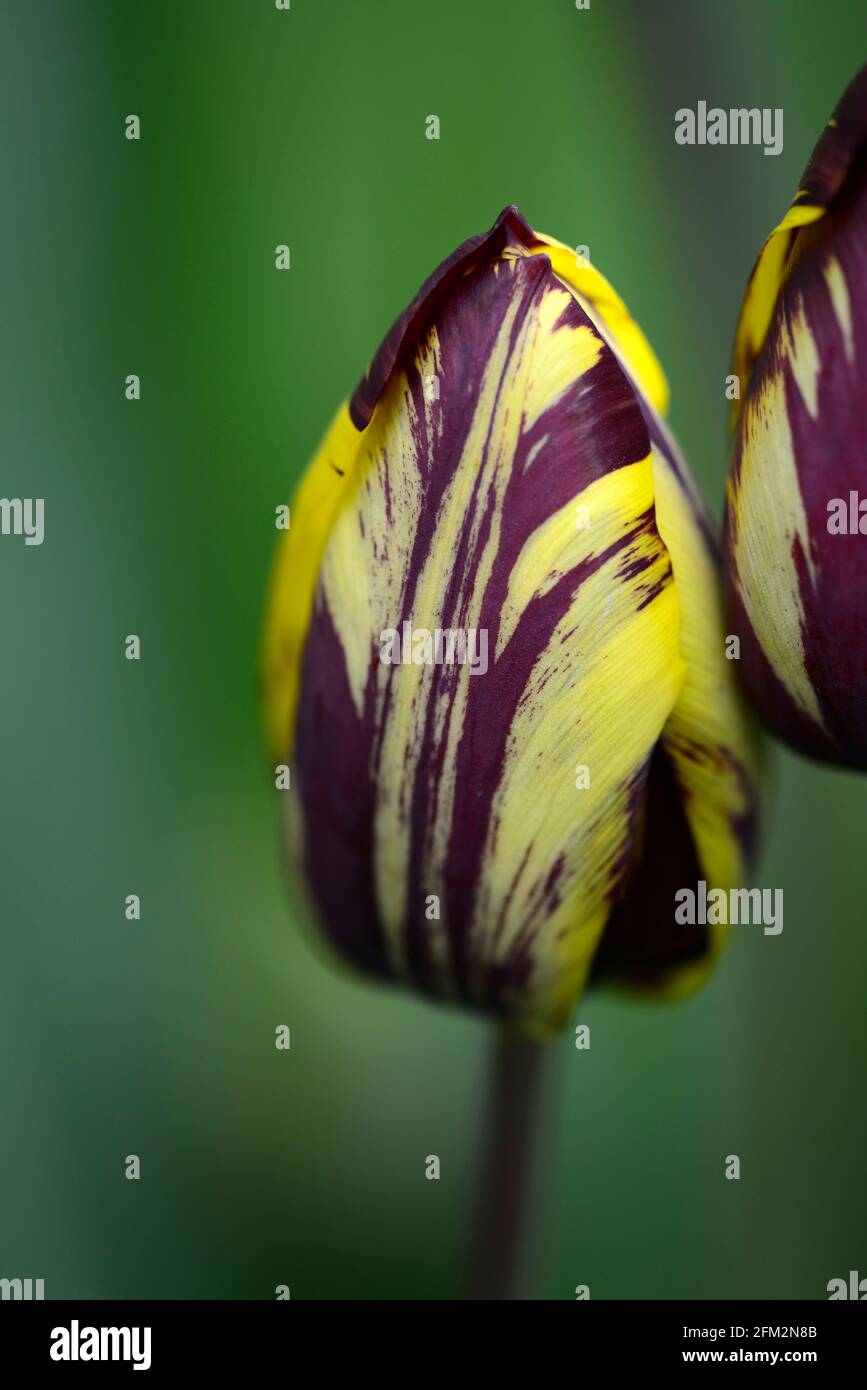 Tulipa Absalon,Tulipa Absalon rembrandt,broken tulip,Tulip Breaking ...