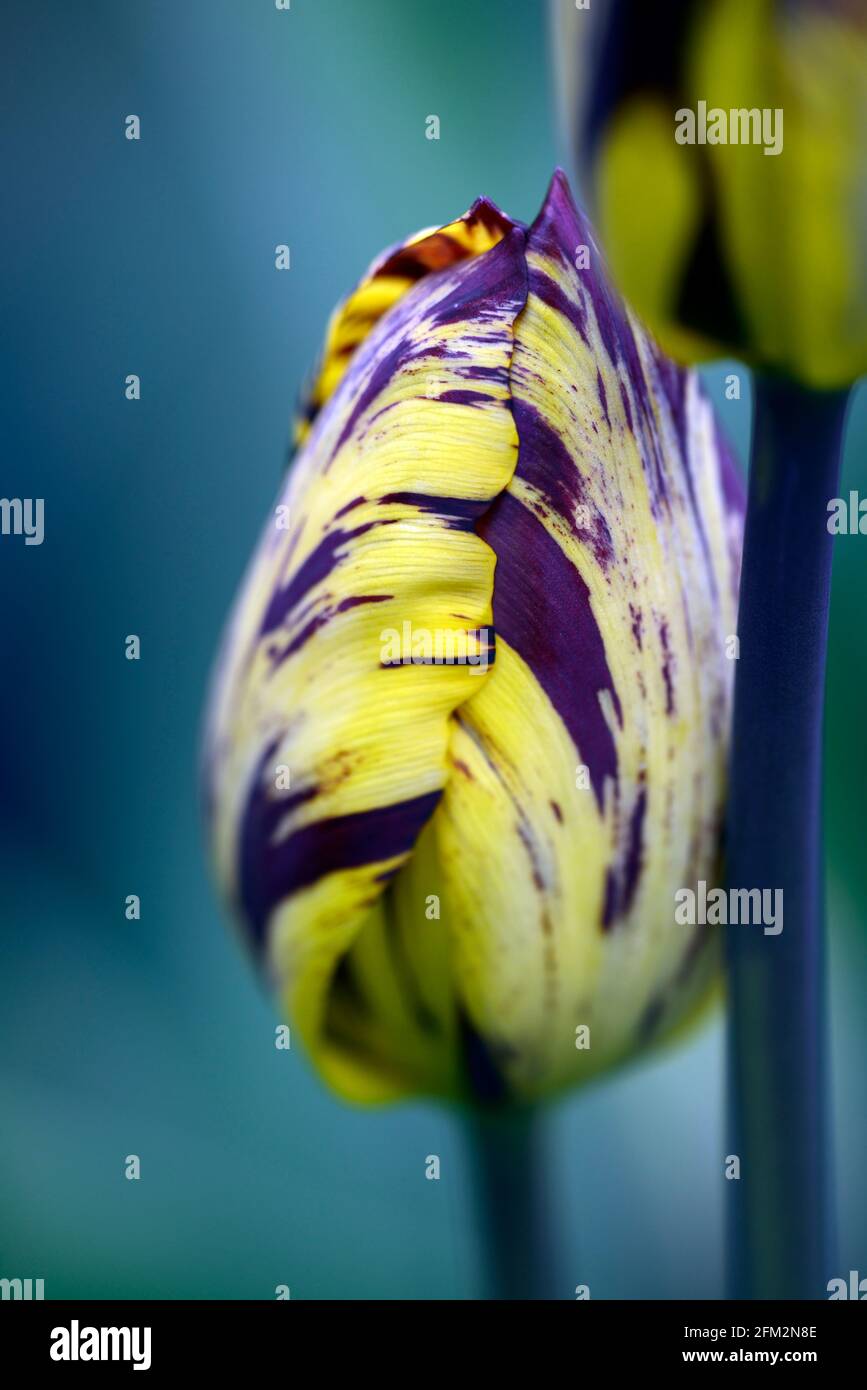 Tulipa Absalon,Tulipa Absalon rembrandt,broken tulip,Tulip Breaking ...