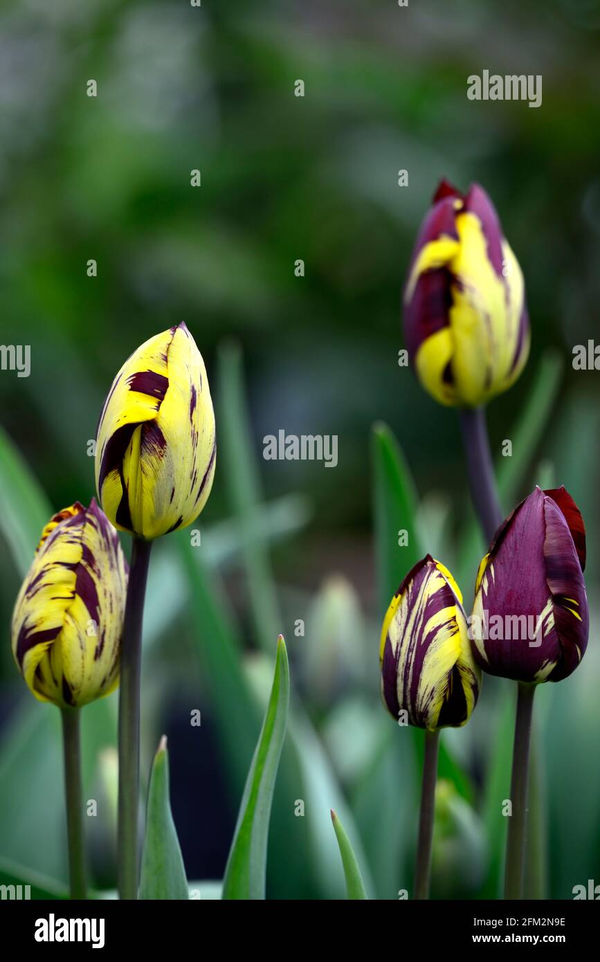 Tulipa Absalon,Tulipa Absalon rembrandt,broken tulip,Tulip Breaking ...