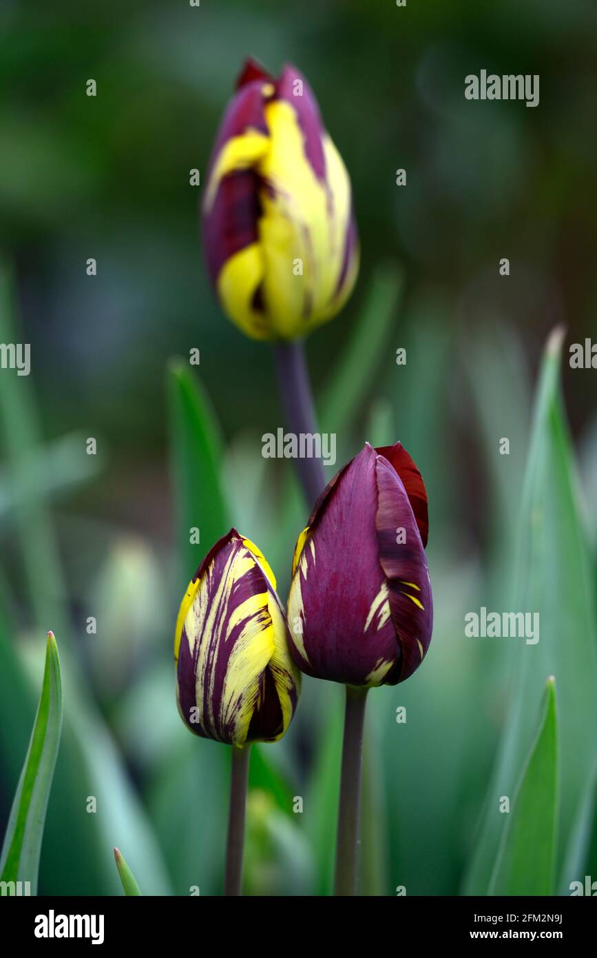 Yellow purple flamed tulips hi-res stock photography and images - Alamy