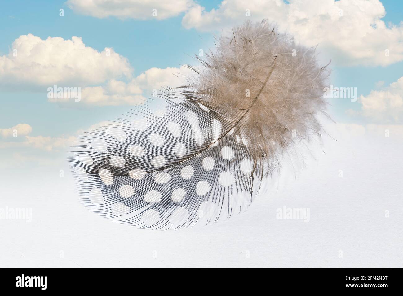 Down and feather hi-res stock photography and images - Alamy