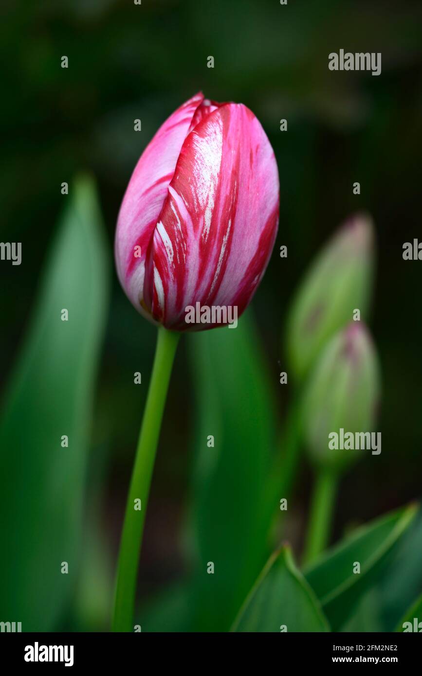 Tulipa Rubella,Tulipa Rubella rembrandt,English Florist Tulip,broken ...