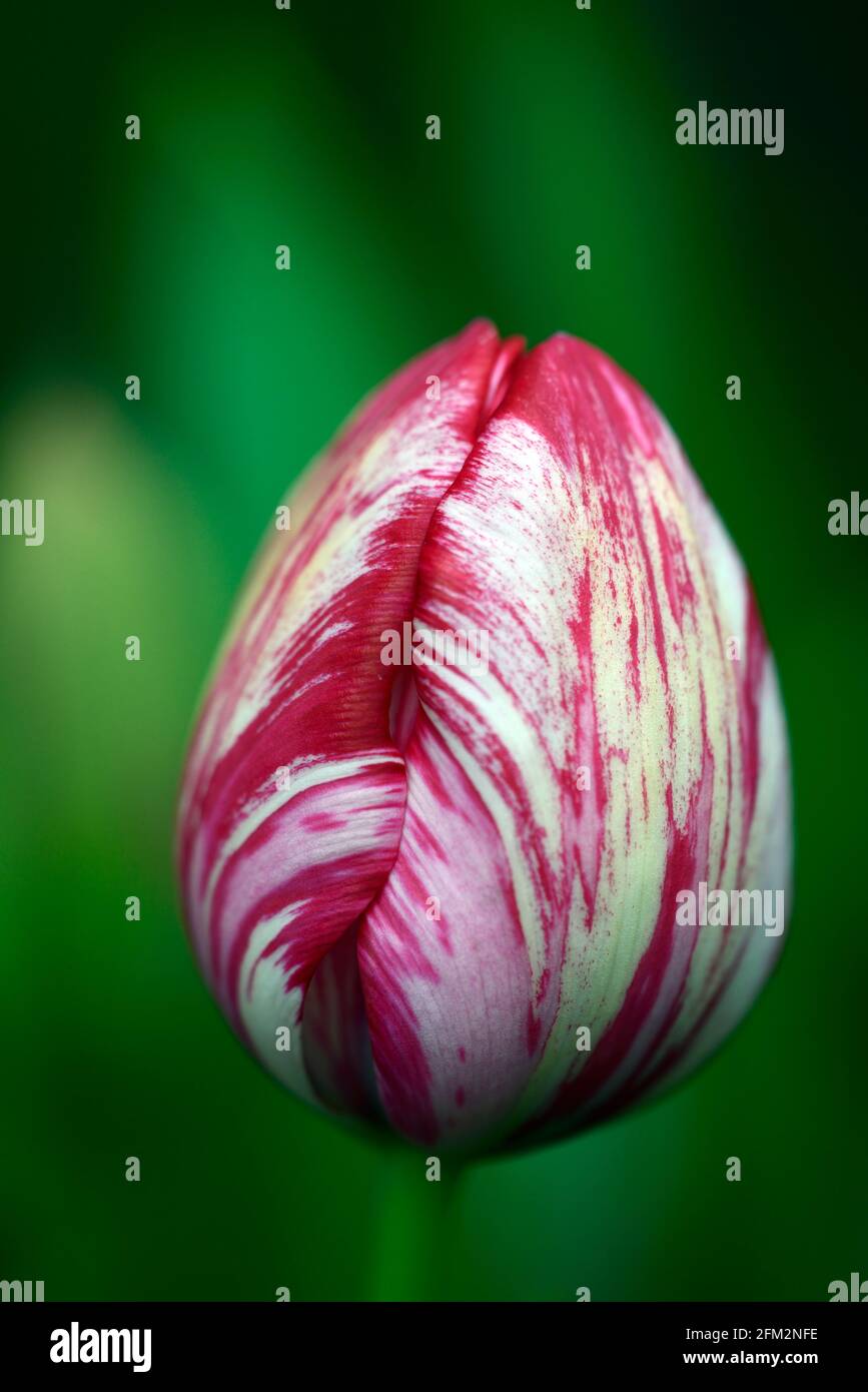 Tulipa Rubella,Tulipa Rubella rembrandt,English Florist Tulip,broken ...