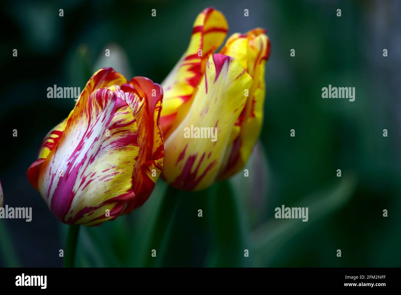 Tulipa saskia rembrandt hi-res stock photography and images - Alamy