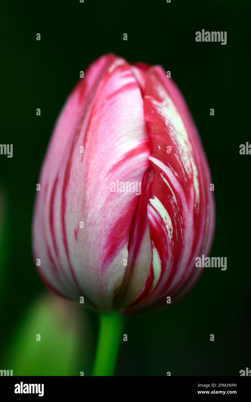 Tulipa Rubella,Tulipa Rubella rembrandt,English Florist Tulip,broken ...