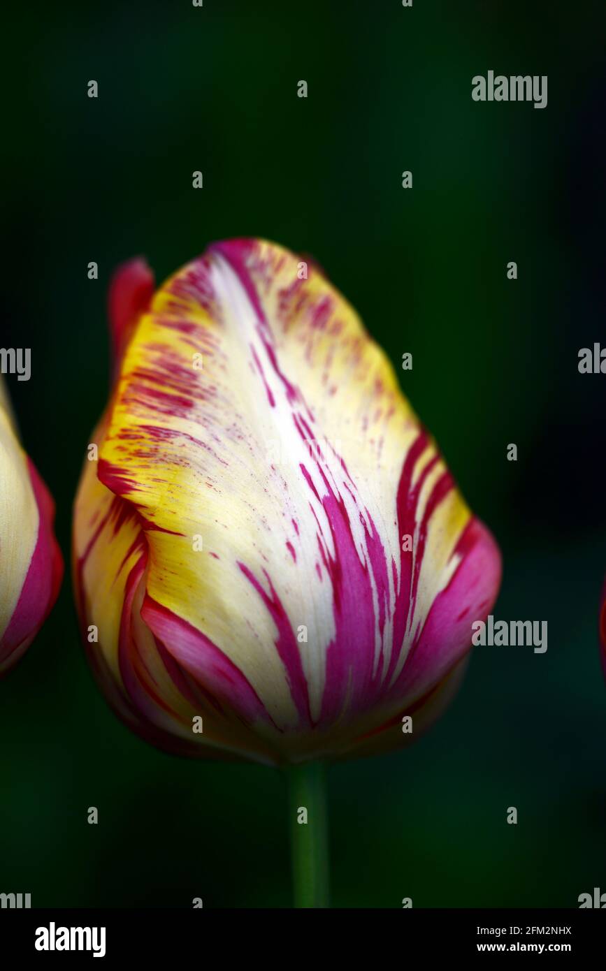Tulipa saskia rembrandt hi-res stock photography and images - Alamy
