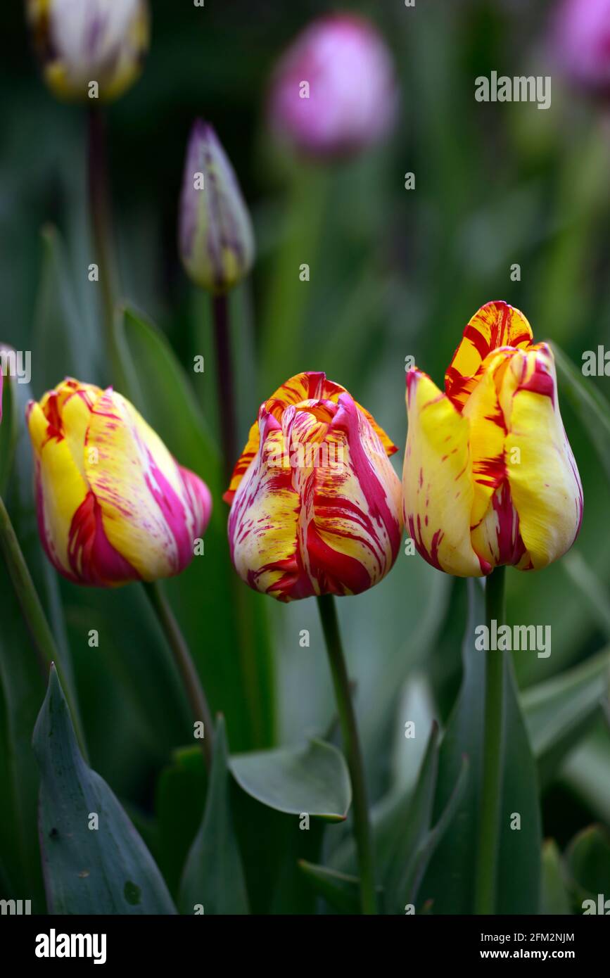 Tulipa saskia rembrandt hi-res stock photography and images - Alamy