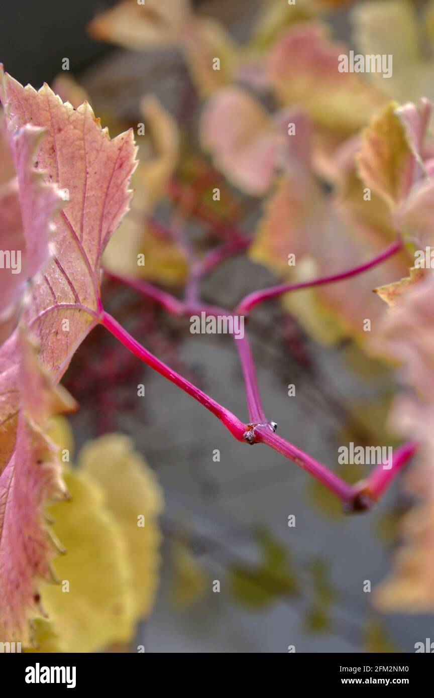 Vertical shot of red twigs with colorful leaves on them in an autumnal ...
