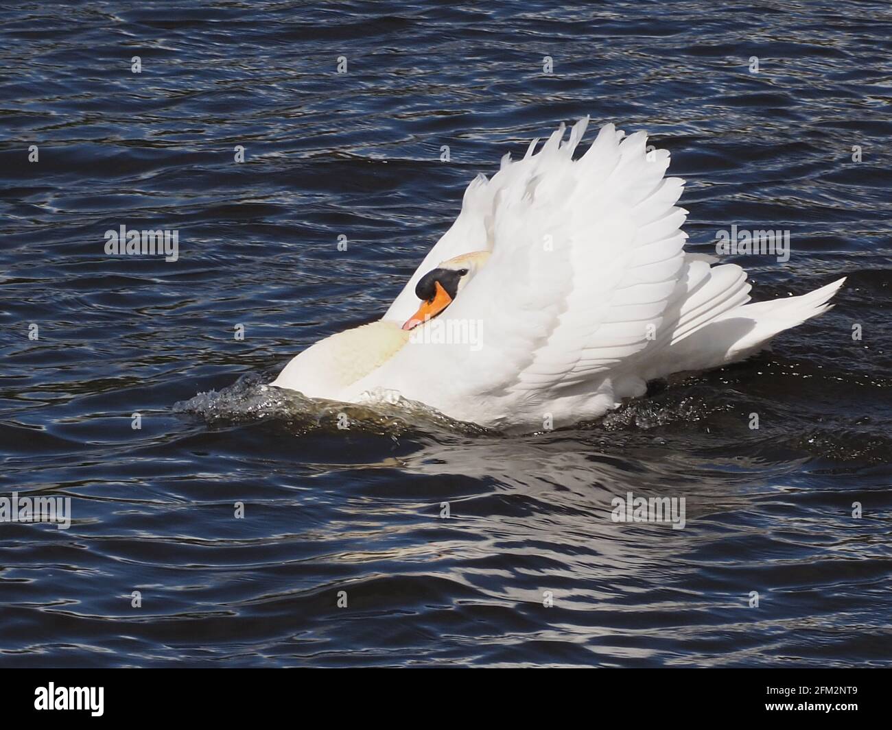 Aggressive swan hi-res stock photography and images - Alamy