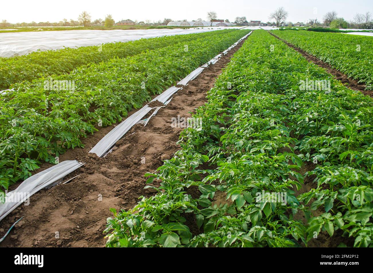 Riviera variety potato bushes on plantation field. Growing food ...