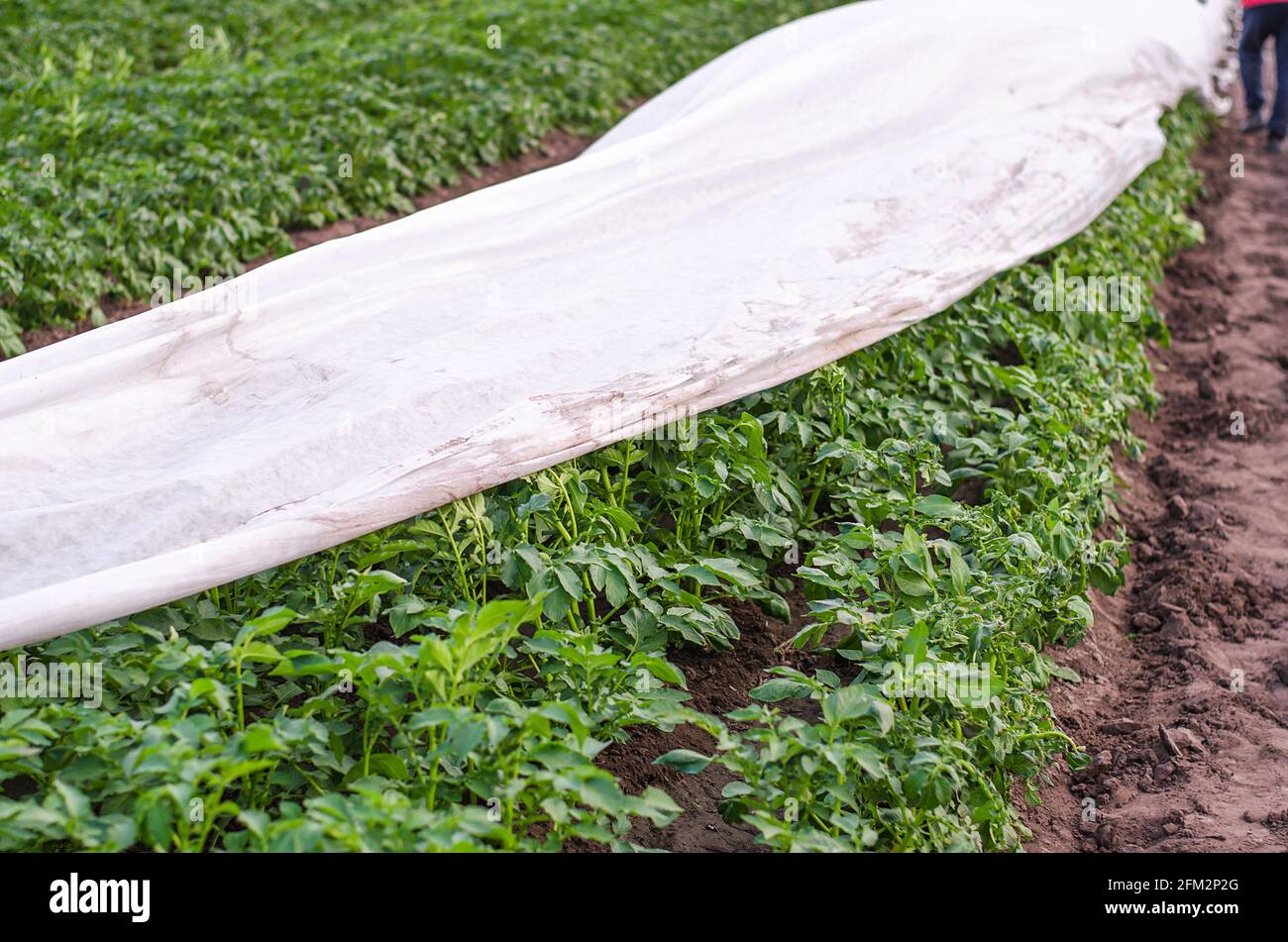 Partially covered potato plantation row with spunbond agrofibre. Modern ...