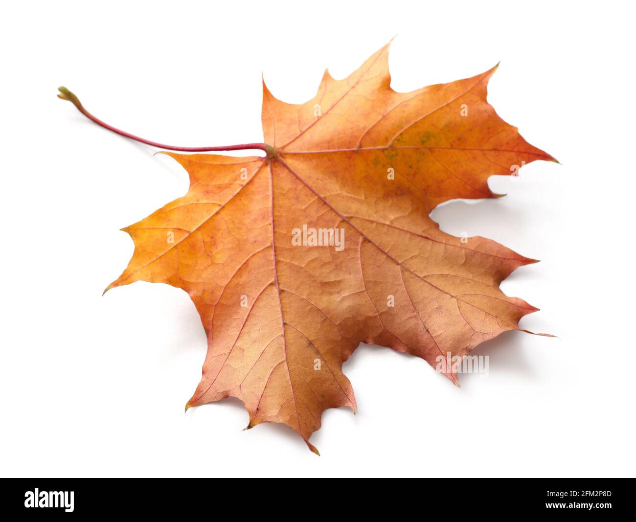 Autumn maple leaf isolated on white background with shadows, clipping ...